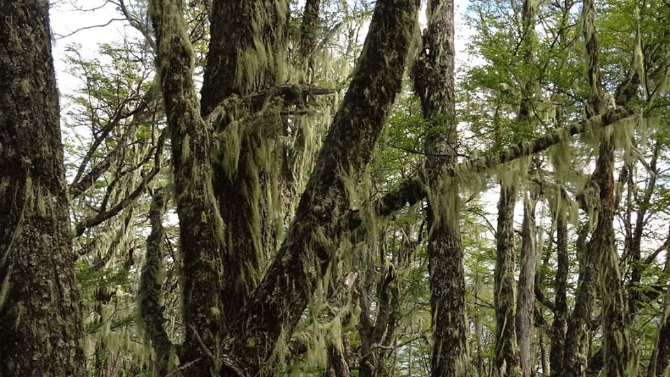 Bosque vivo – En Amor a la Verdad ©2026